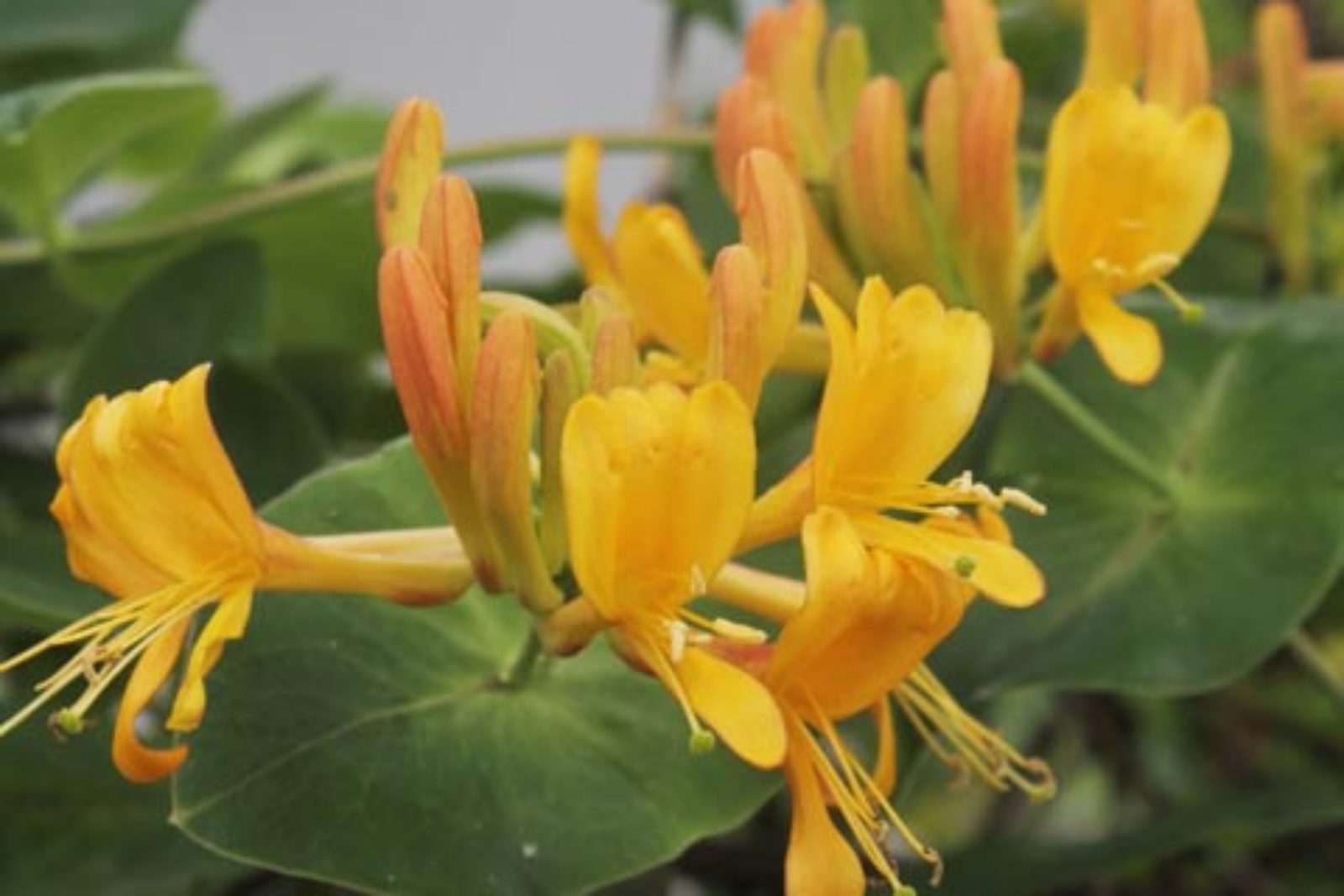 Lonicera × tellmanniana