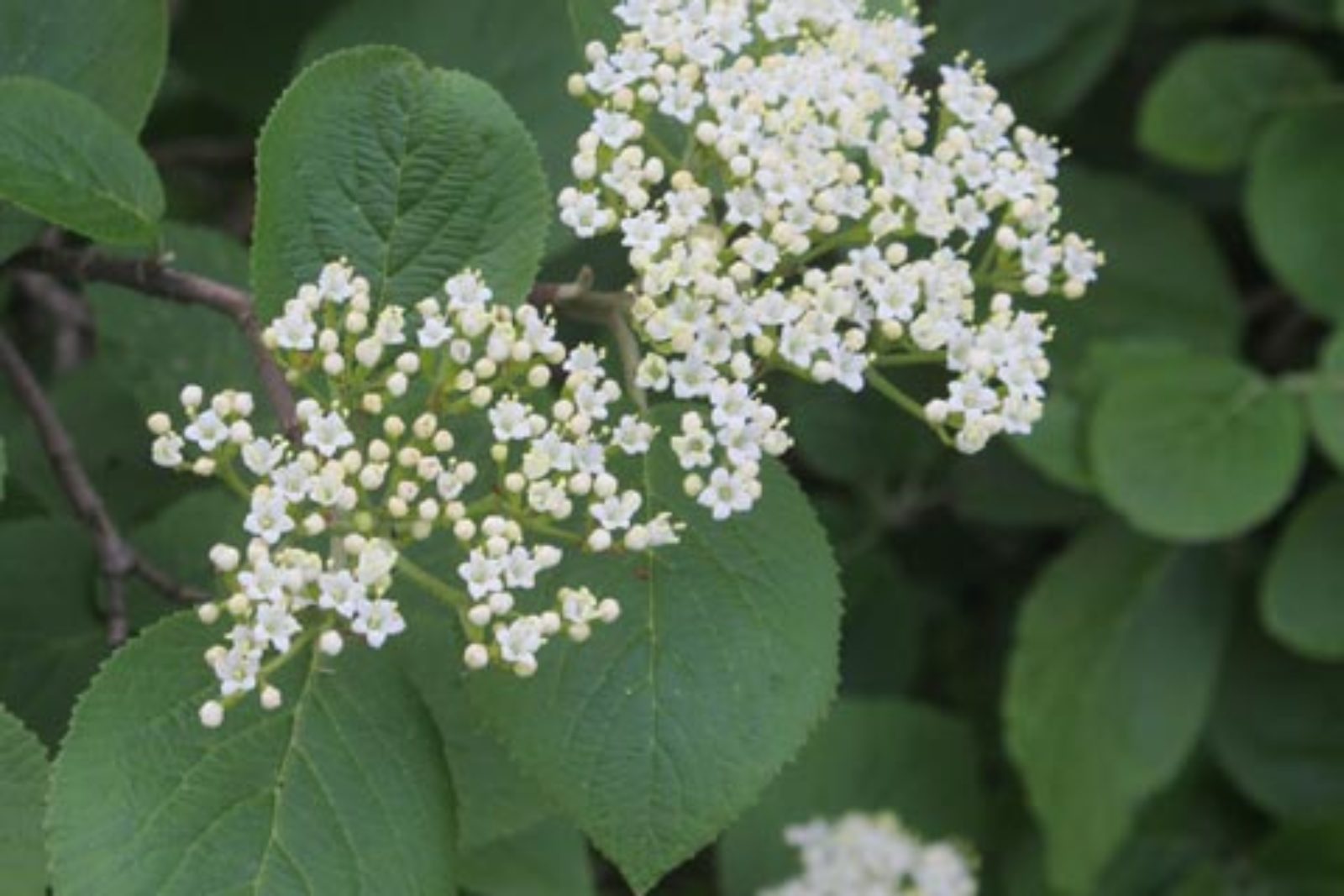 Viburnum lantana
