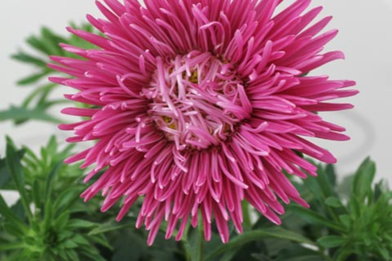 Callistephus chinensis