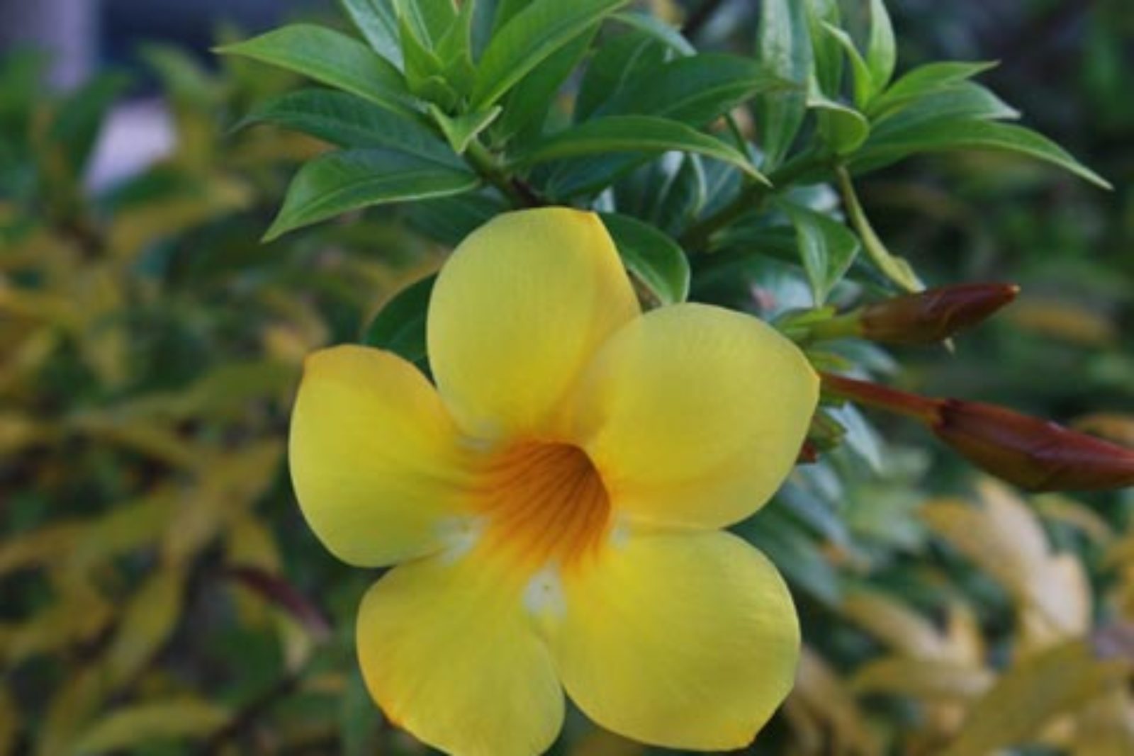 Allamanda cathartica