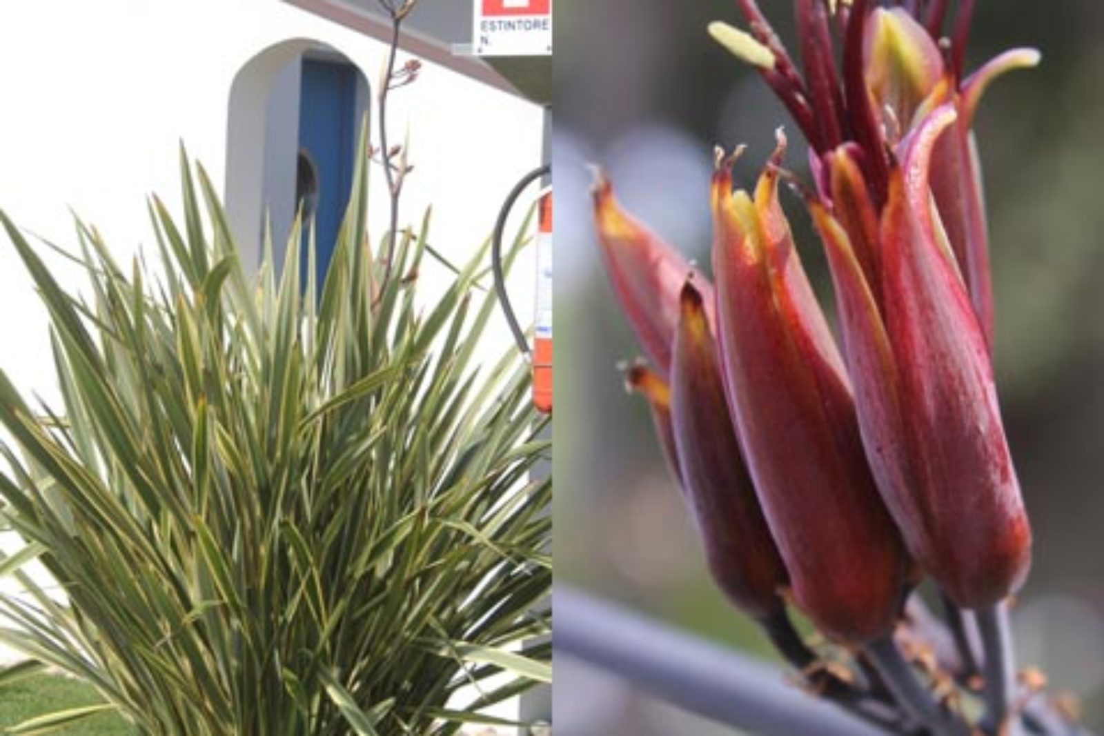 Phormium tenax „Variegata“