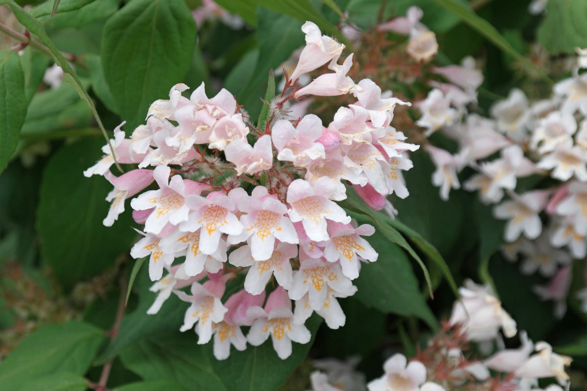 Kolkwitzia amabilis
