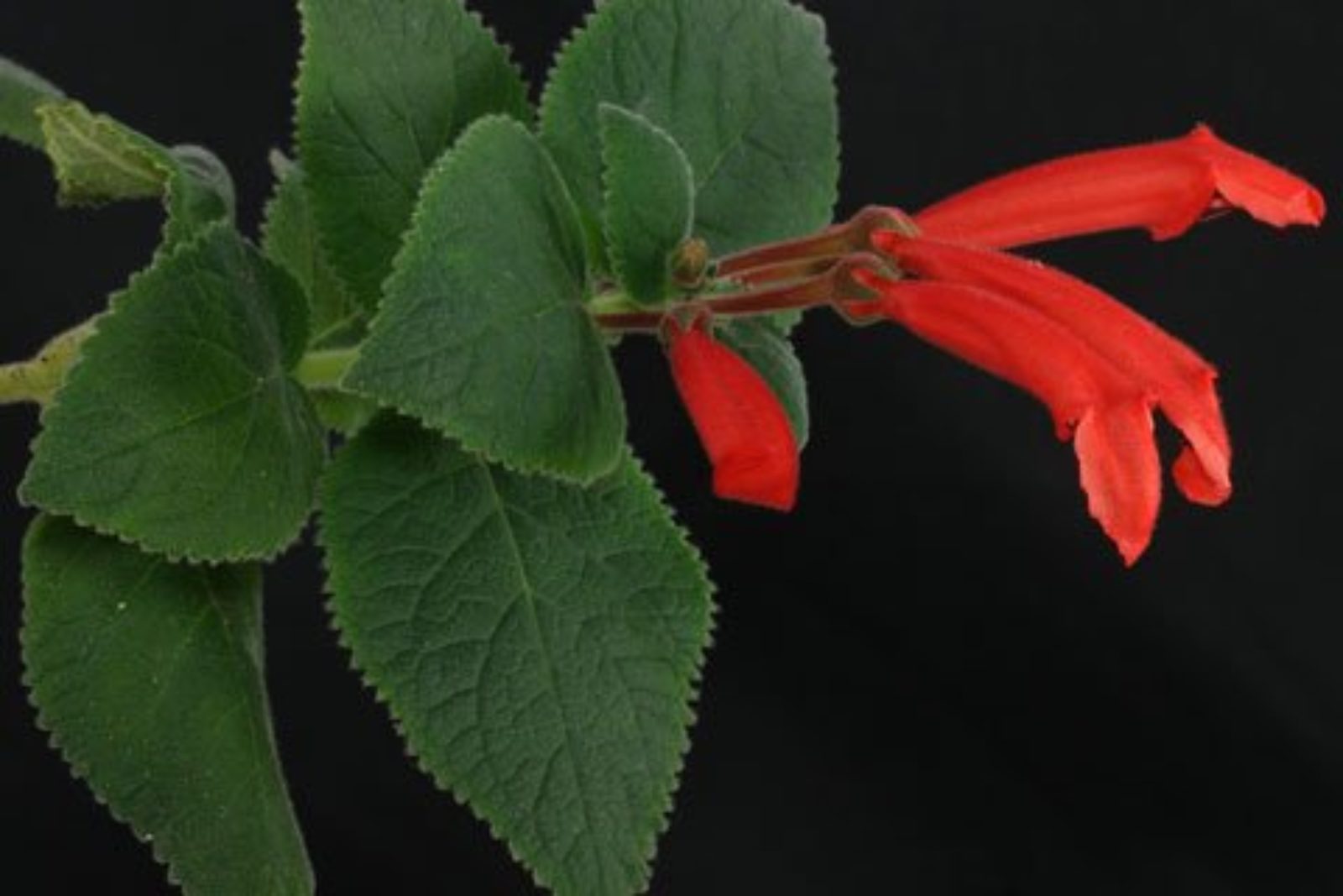 Sinningia magnifica