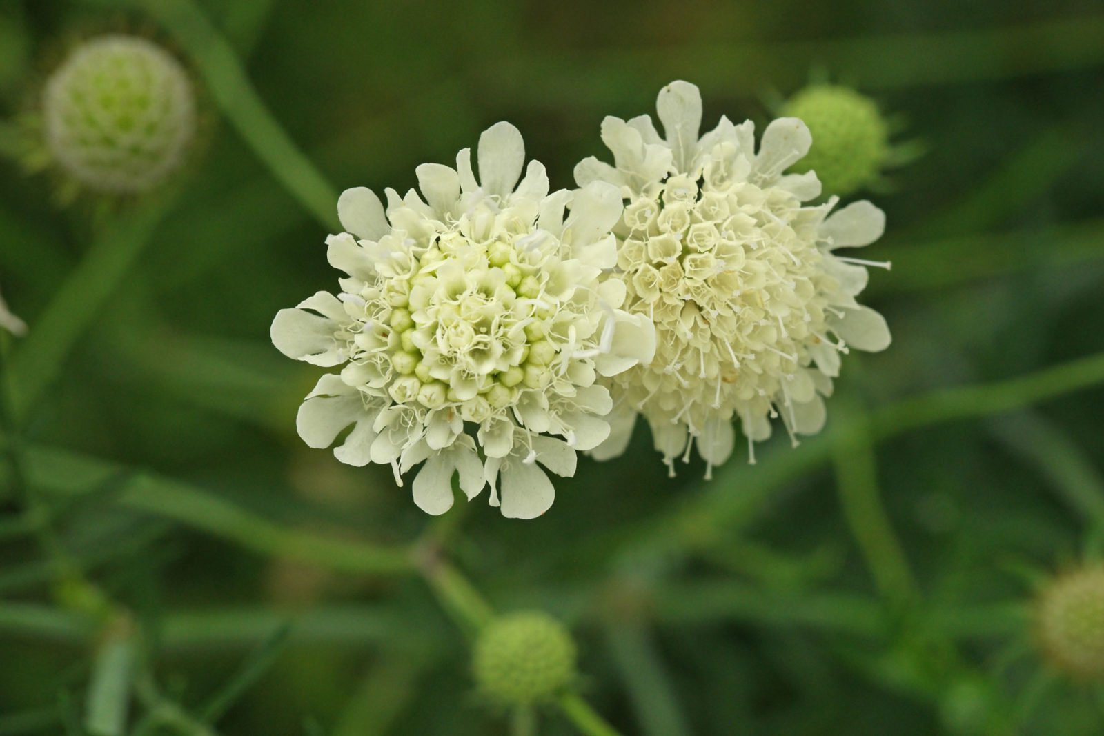 Gelbe Skabiose (Scabiosa ochroleuca)