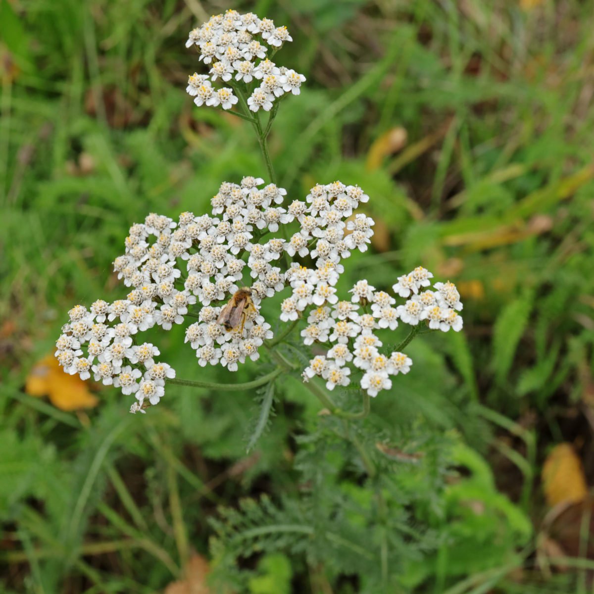 Schafgarbe (Achillea millefolium)